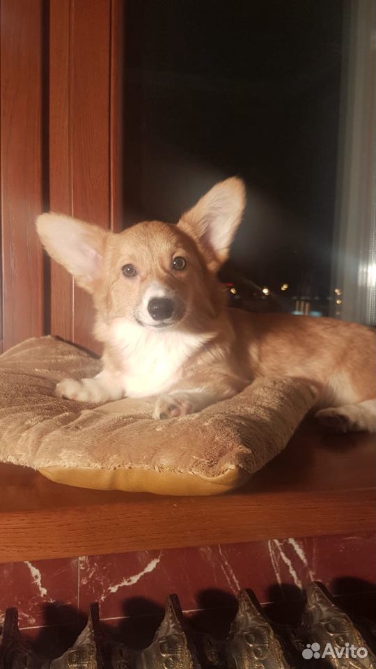 Девочка, вельш корги