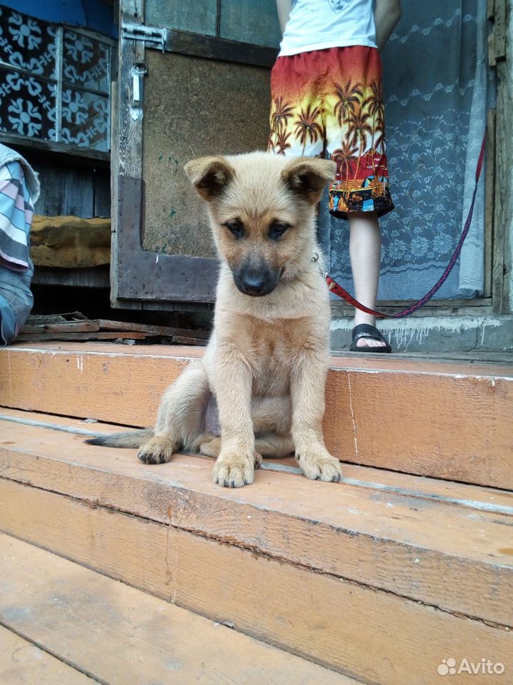 Щенок (мальчик, 2.5 месяца) в дар