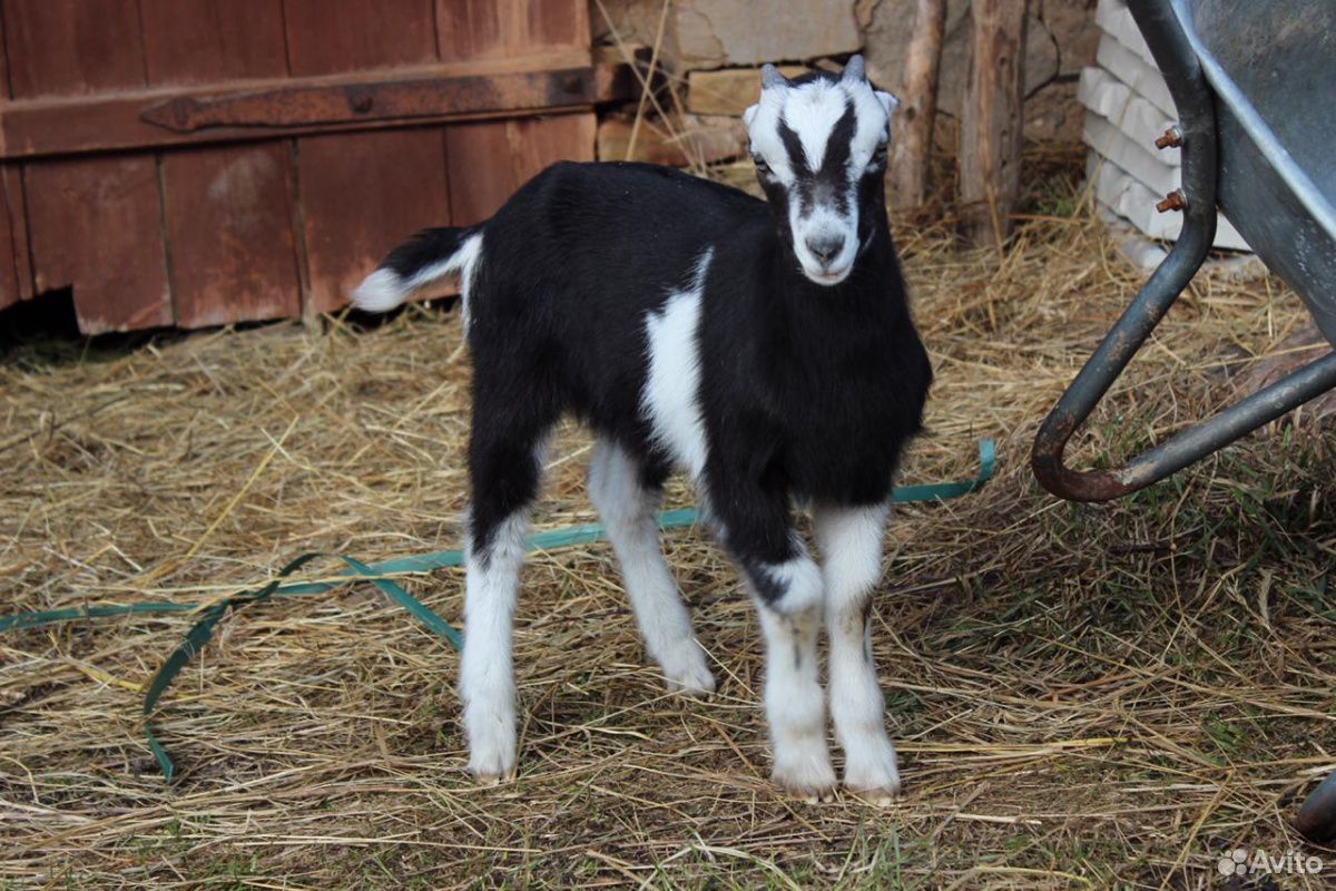 Козлята ламанча