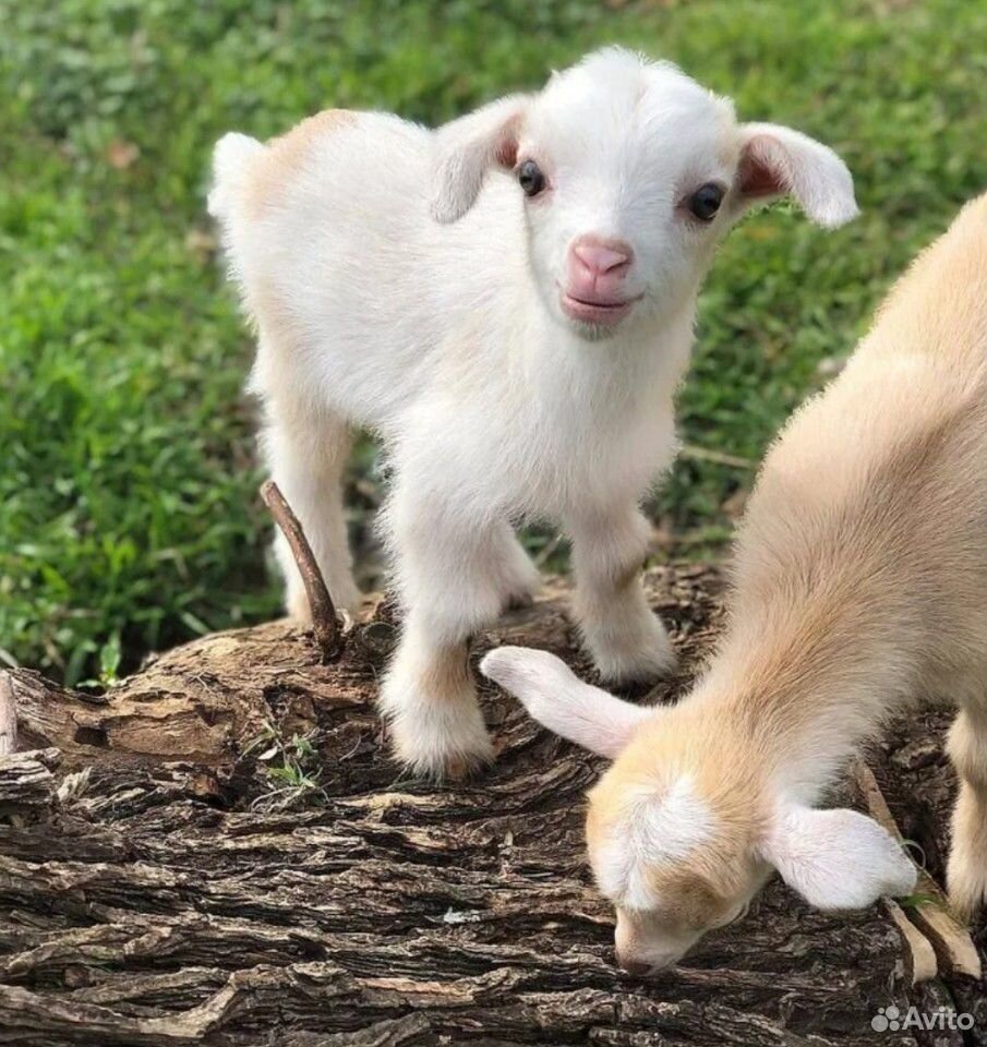Козлята для стада