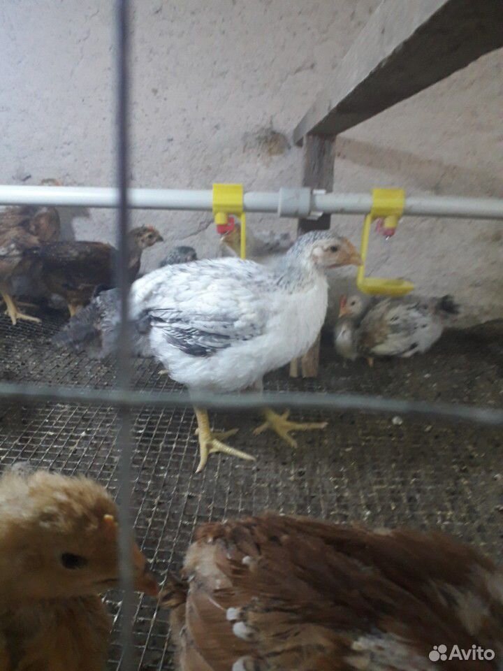 Подрошенный цыпленок редбро и мастергрей