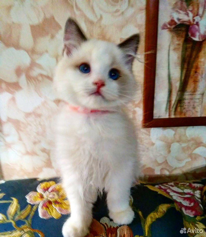 Котята породы регдолл