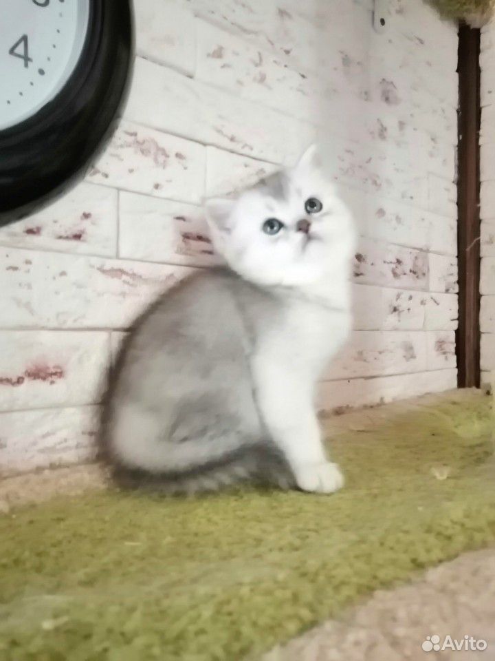 Британский мальчик
