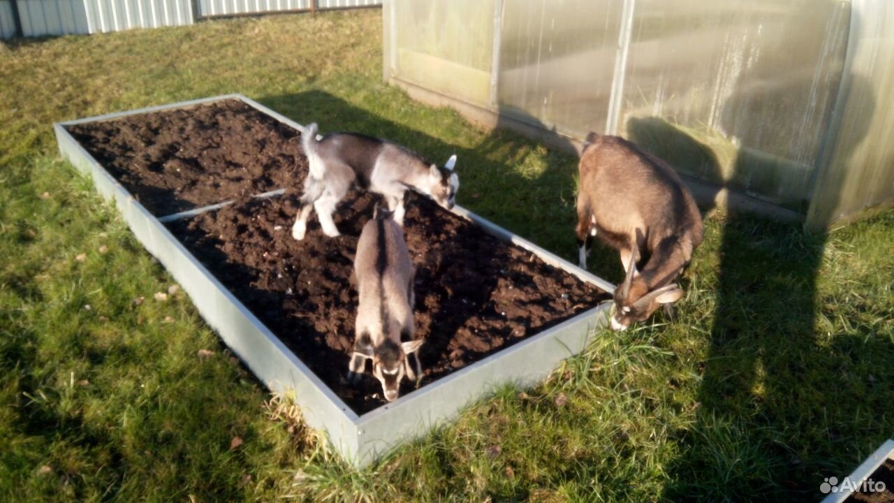 Камерунская коза с козлятами