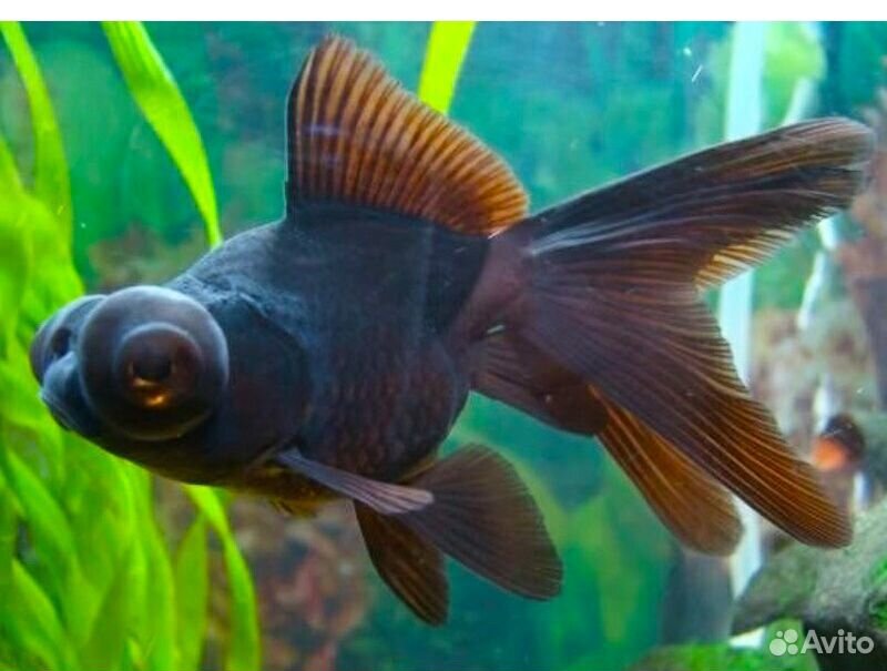 Рыбка телескоп