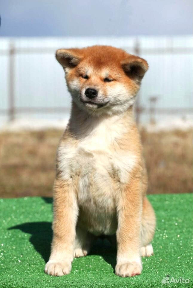 Девочка Акита Ину