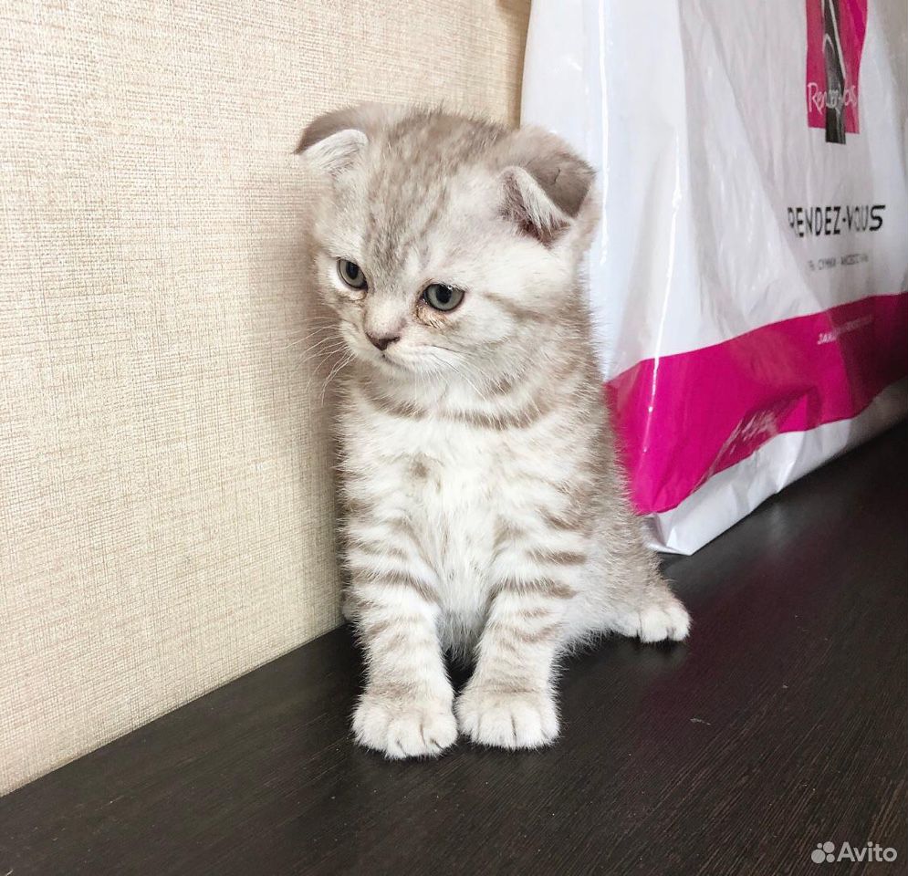 Шотландский котик