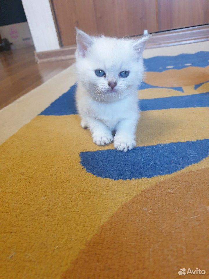 Шотландские котята