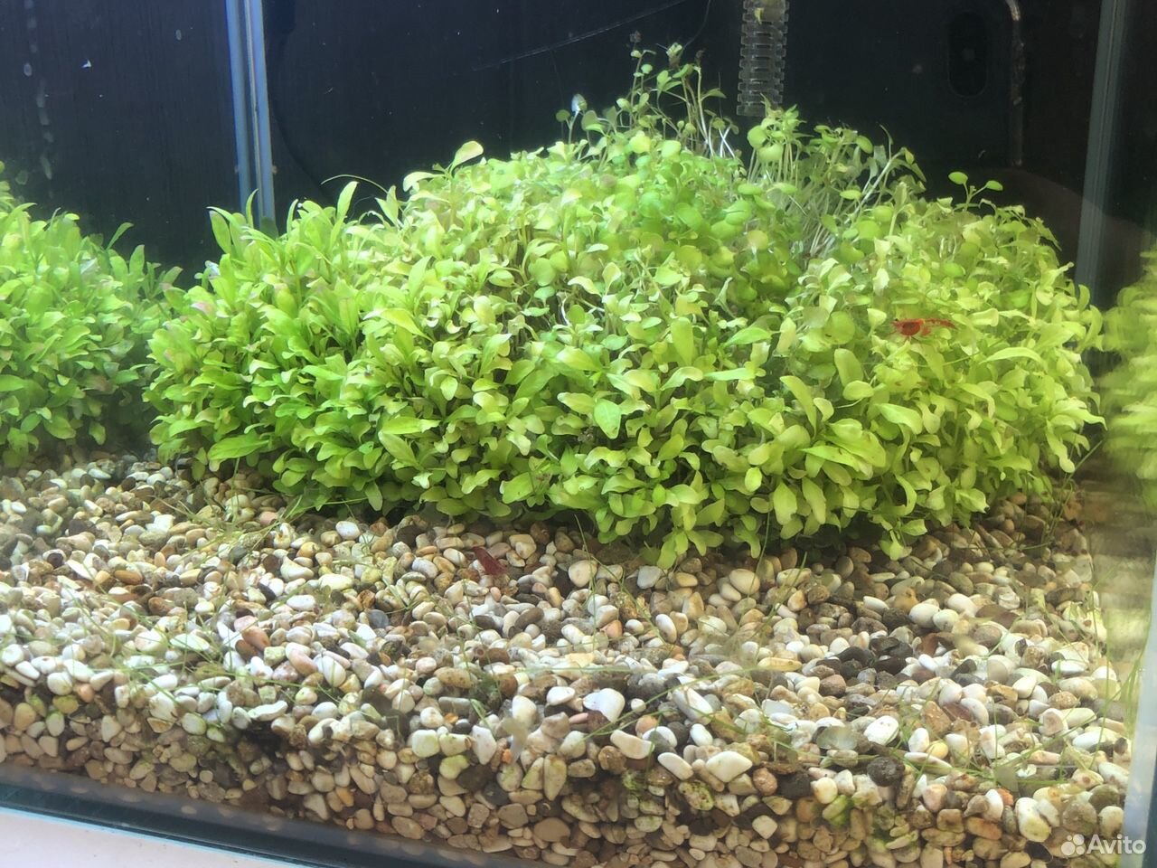 Аквариум с криветками