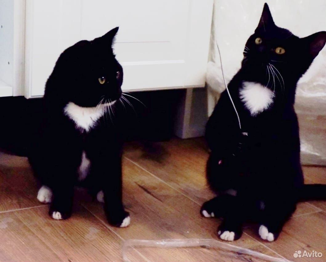 Шани, Амур,Веста