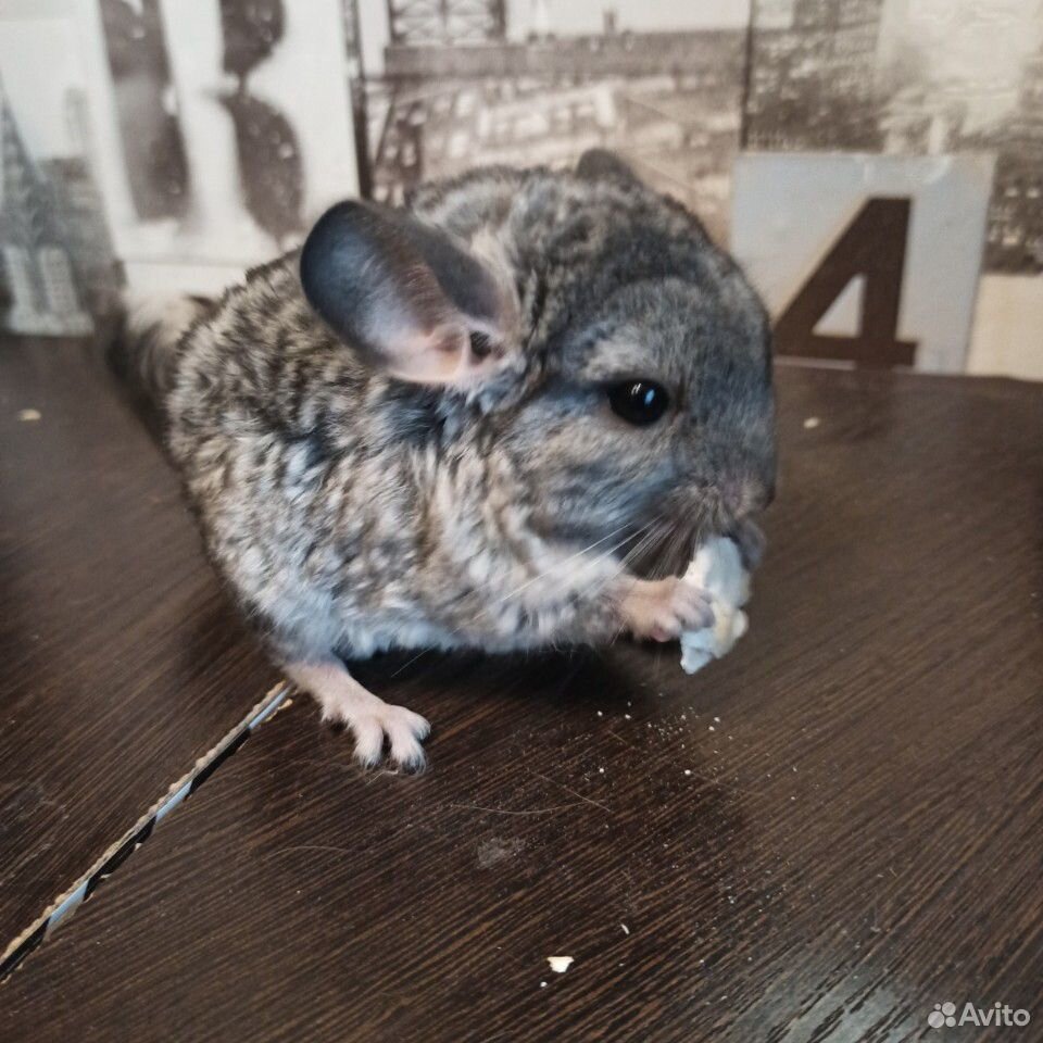 Шиншилла девочка (бронь)