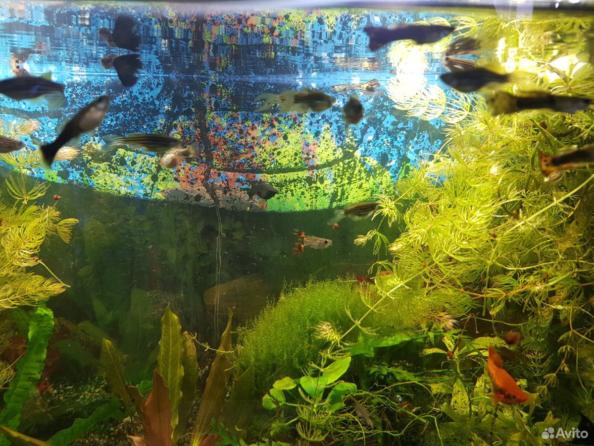 Данио GIO вуалевые