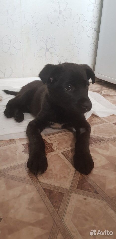 Очаровательный мальчуган