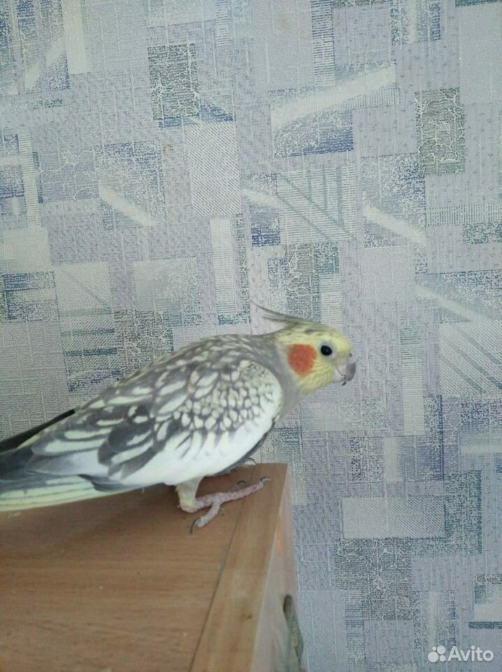 Попугай корелла