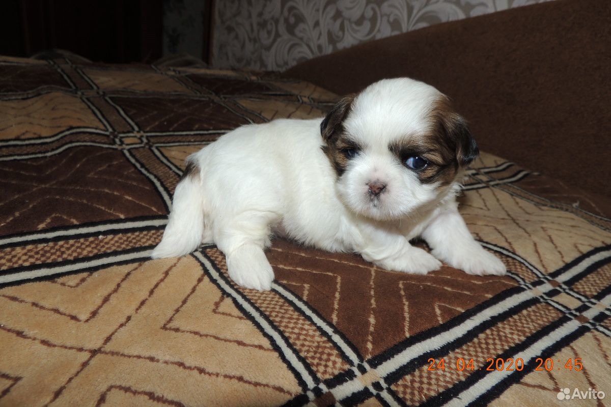 Щенки ши-тцу