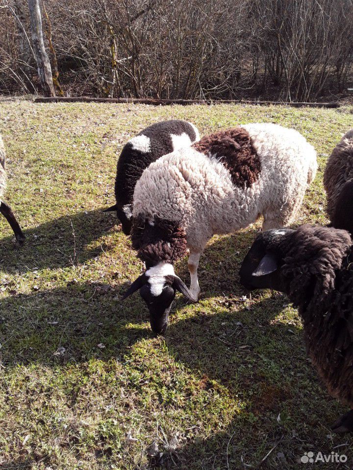 Овца породы тексель +допер