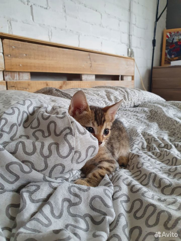 Бенгальские котята метисы