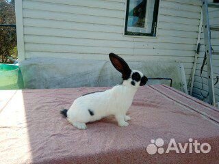 Племенные кролики нпв (Немецкий пестрый великан)