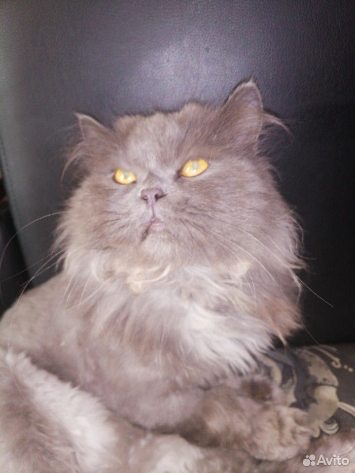 Британец помесь