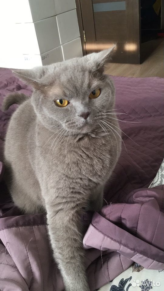 Кот британ в добрые руки