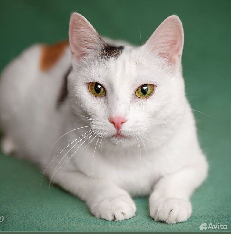 Кошка Амура ищет хозяина. Отдадим в хорошие руки