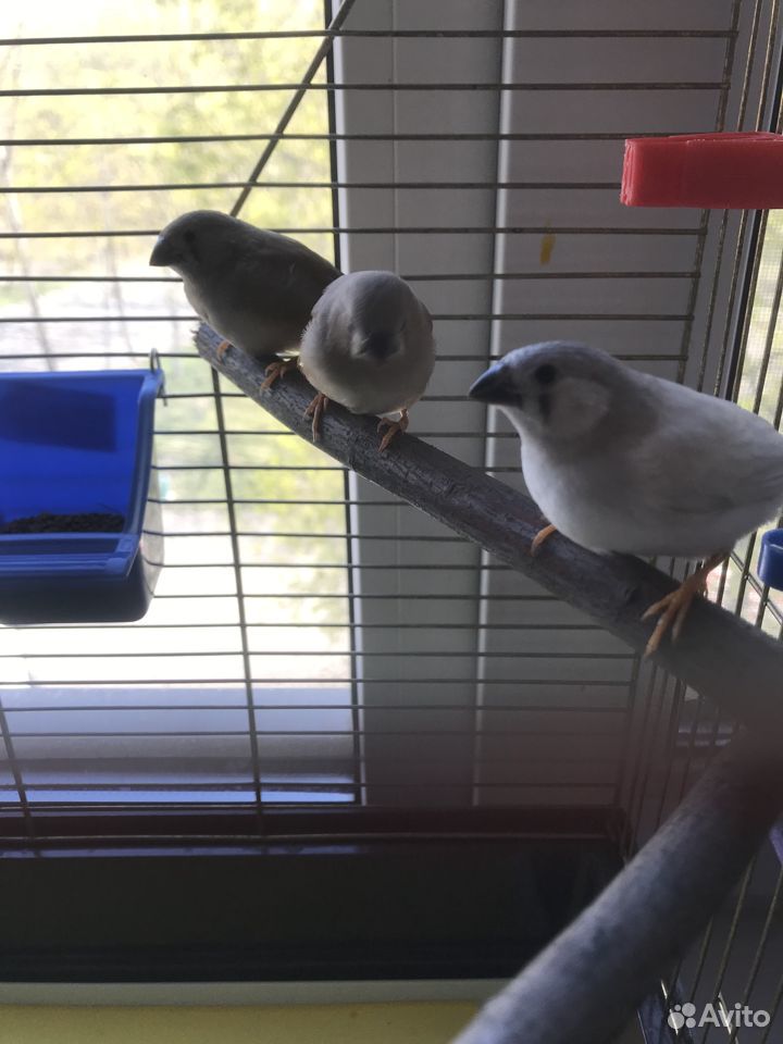 Амадины девочки. 1 месяц