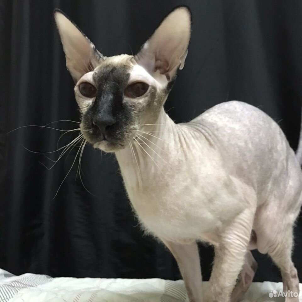 Отдам Сфинкса в добрые руки