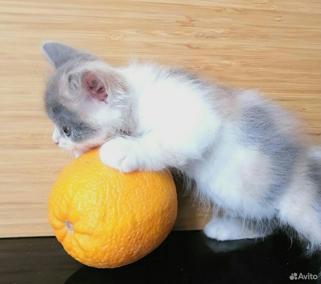 Гибридная с Британцем