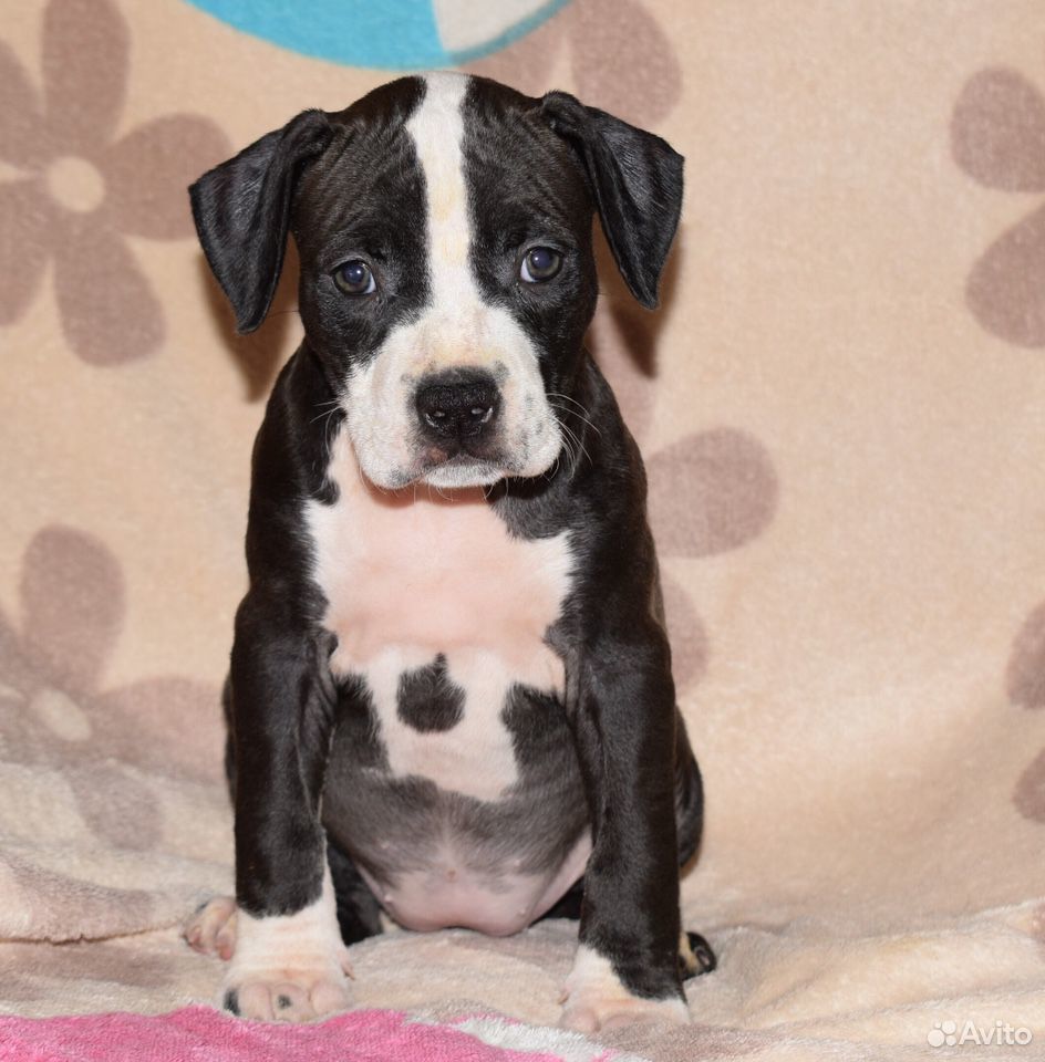 Чёрная девочка прайтера