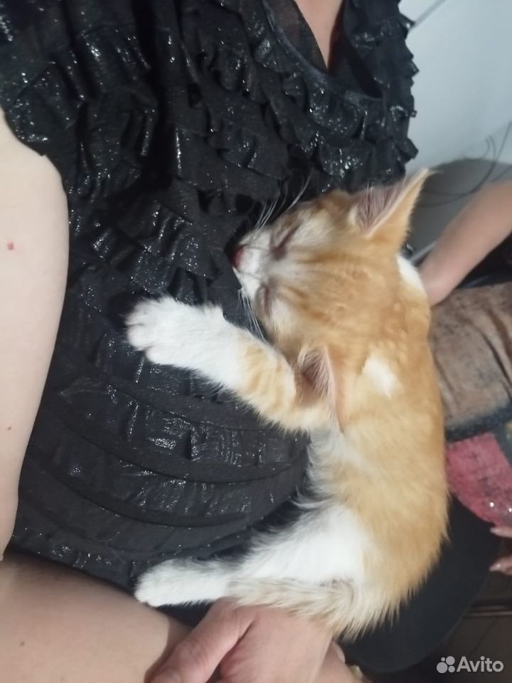 Отдам котенка-котик