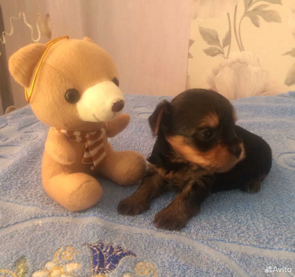 Продажа собаки