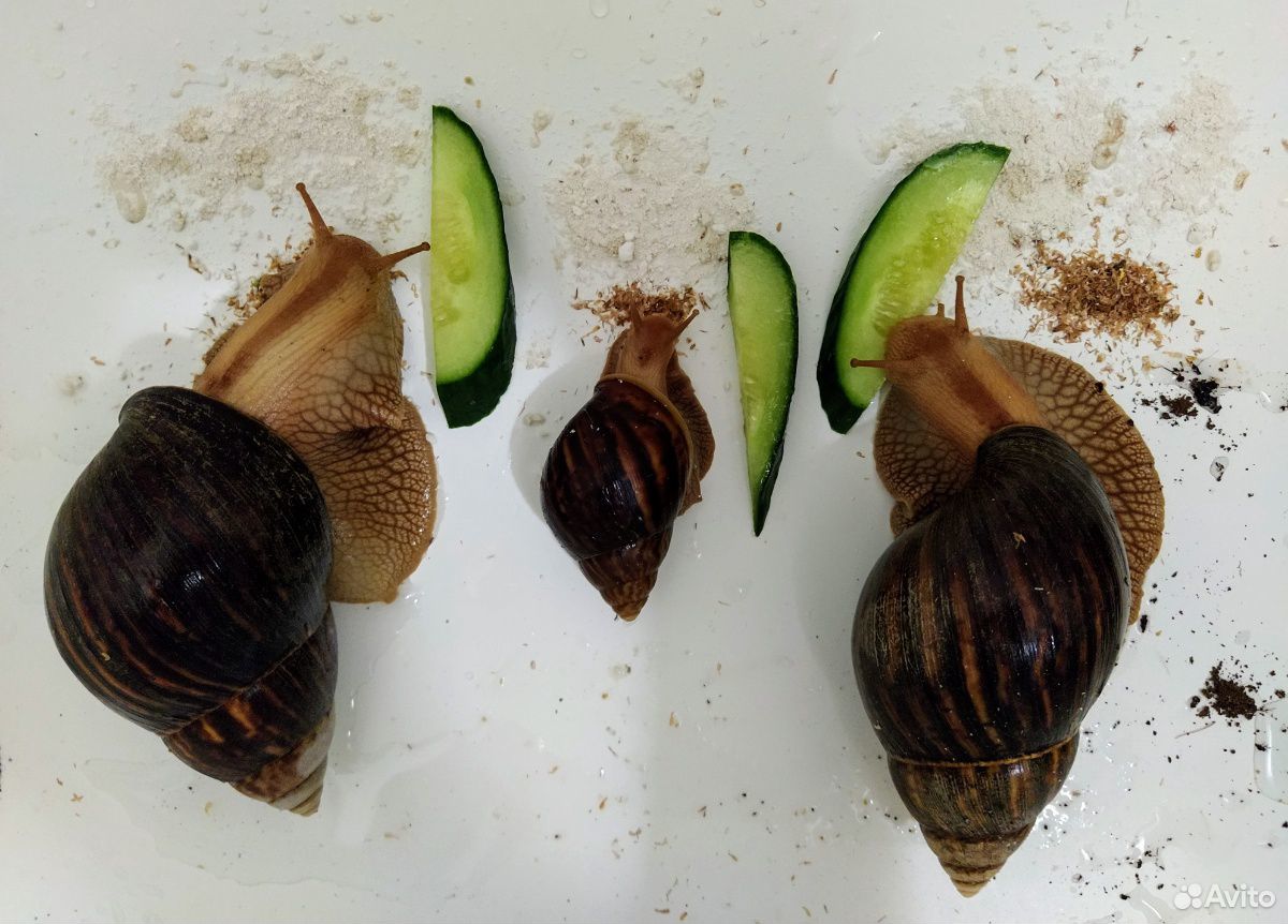 Улитка Ахатинская