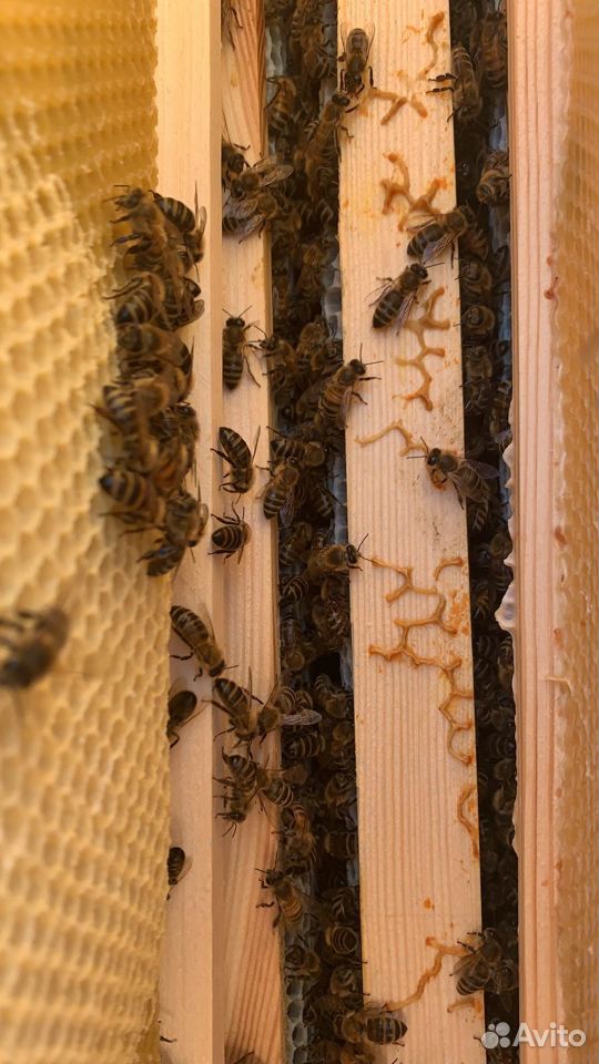 Пчеломатки Карника, Бакфаст