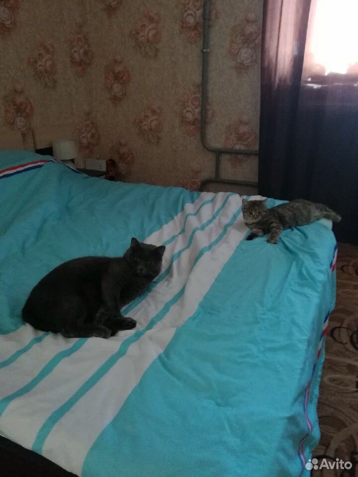 Отдам двух кошек в добрые руки