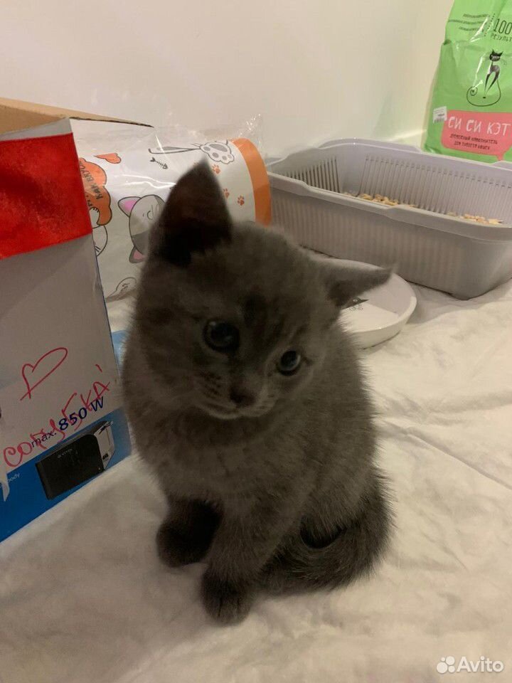 Британский котенок