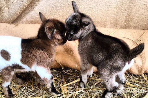 Продам двух козлят