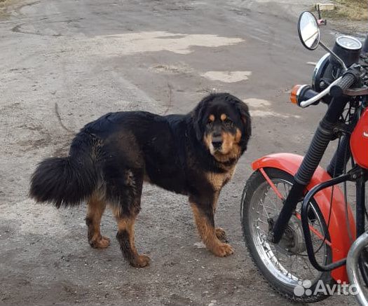 Пропала собака