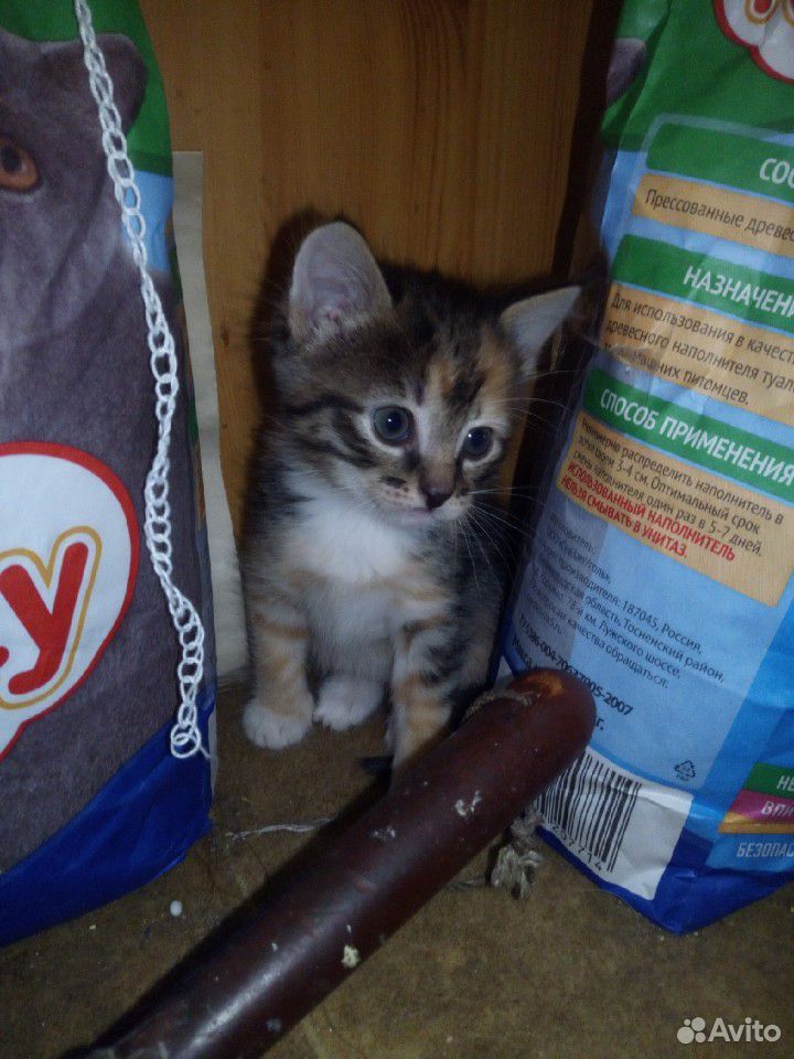 Котенок в добрые руки