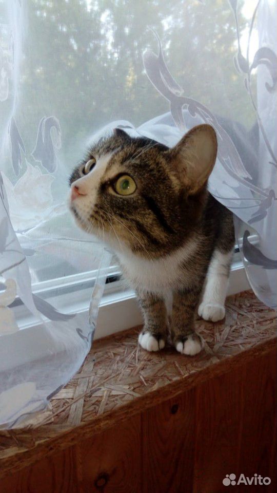 Стерильная скромная кошечка ищет дом