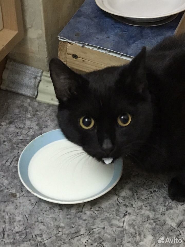 Отдадим кота в добрые руки, нашли на улице, у себя