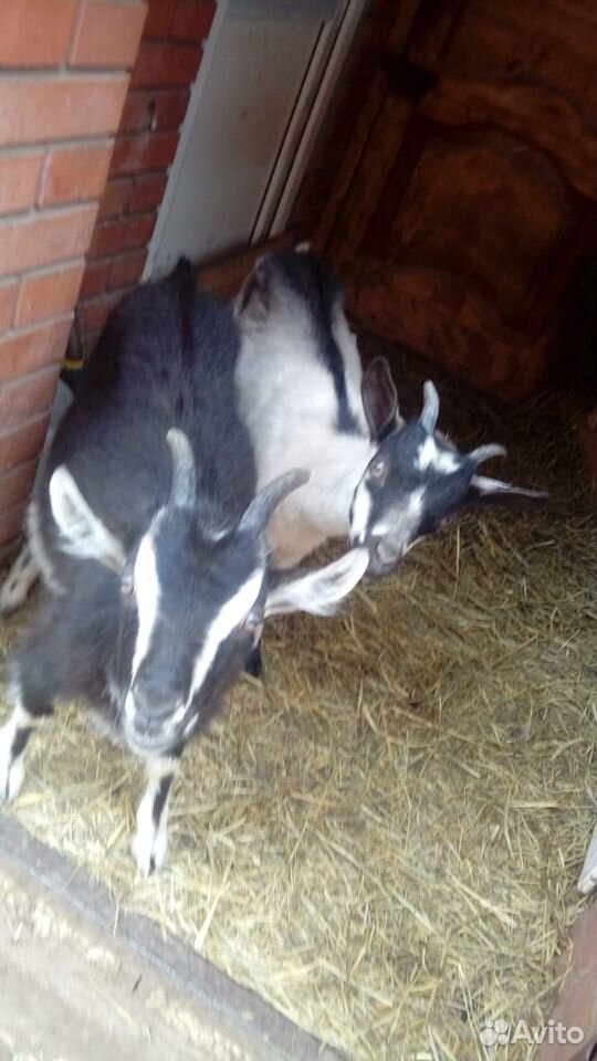 Козочки альпийки