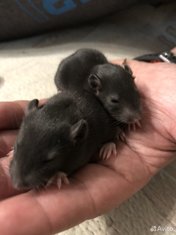 Крыса чёрная