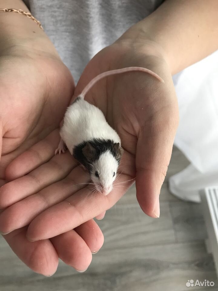 Продам бамбуковую мышку