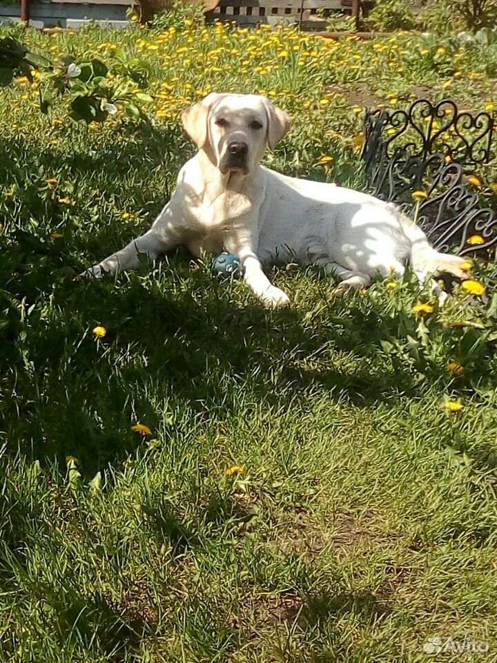 Лабрадор "Арчи"