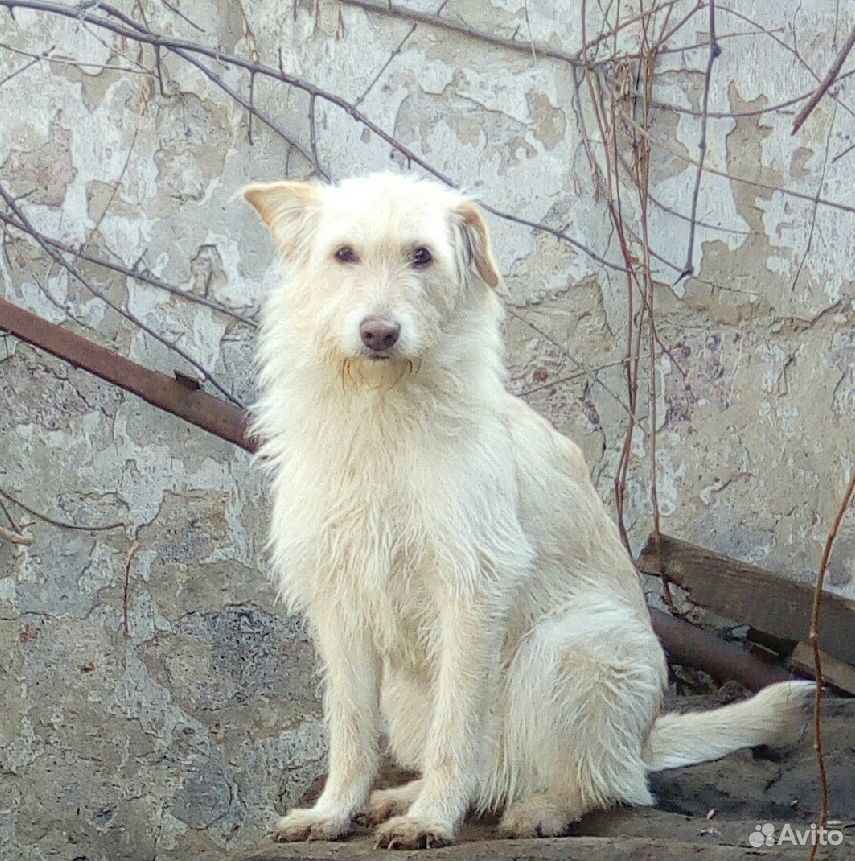 Белая собачка Сарра в добрые руки