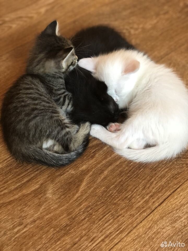 Белый котёнок