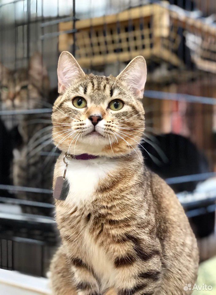 Мироня молодой котик