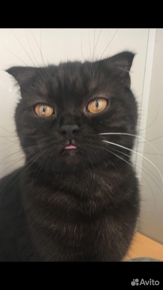 Вязка Шотландская кошечка