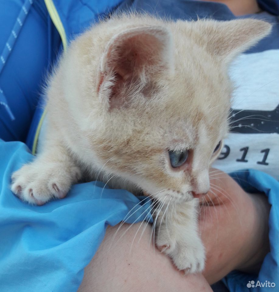 Отдам персикового котенка