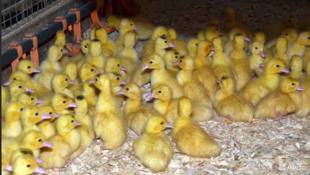 Утка Мулард